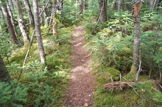 Hike Mount Nancy New England Hundred Highest hiking list NH